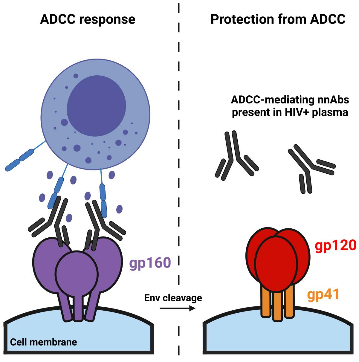 Viruses | Free Full-Text | HIV-1 Envelope Glycoproteins Proteolytic ...