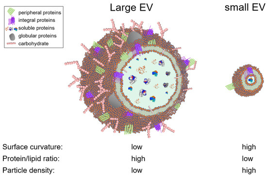 The Past, the Present, and the Future of the Size Exclusion ...
