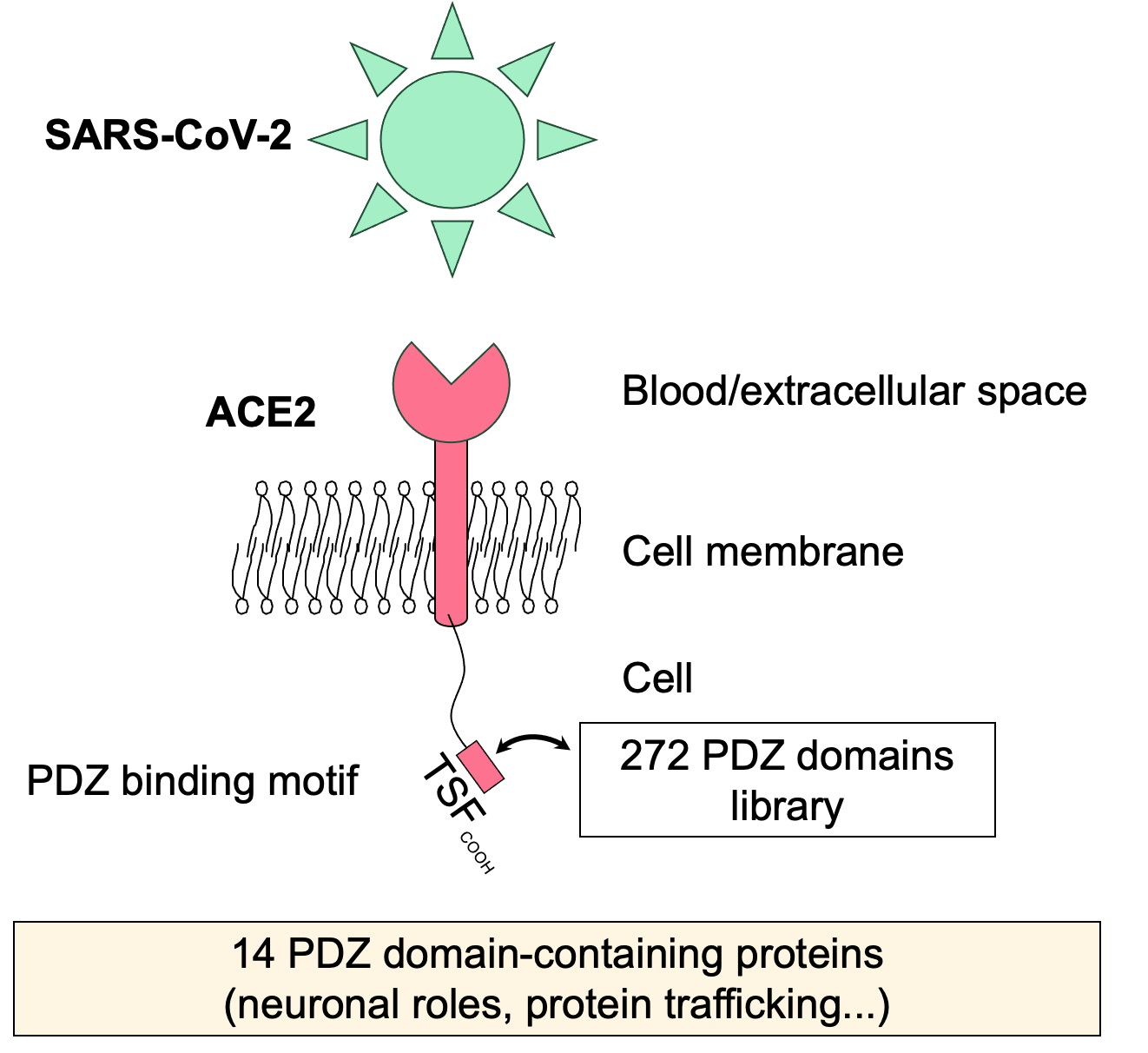 Viruses | Free Full-Text | PDZ-Containing Proteins Targeted by the ACE2 ...