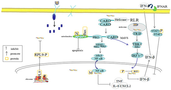 Research Advances on the Interactions between Rabies Virus Structural ...