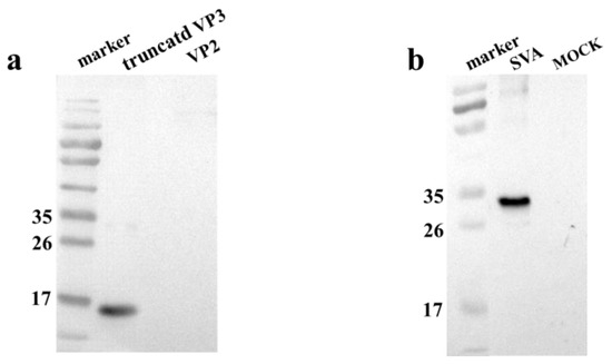 Identification of a B-Cell Epitope in the VP3 Protein of Senecavirus A