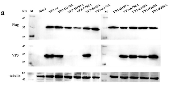 Identification of a B-Cell Epitope in the VP3 Protein of Senecavirus A
