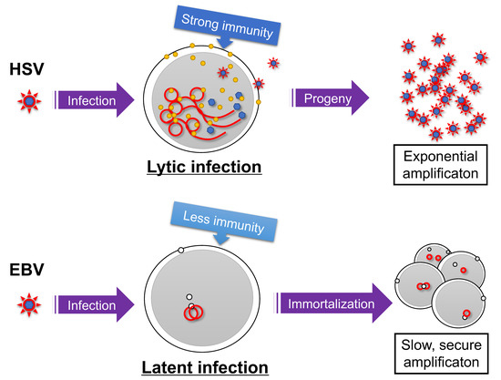 Molecular Basis of Epstein–Barr Virus Latency Establishment and Lytic ...