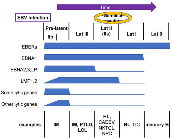 Molecular Basis of Epstein–Barr Virus Latency Establishment and Lytic ...
