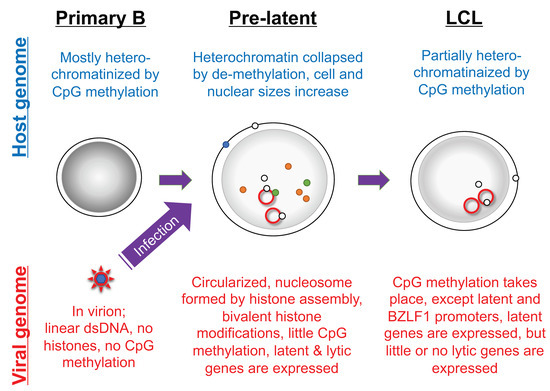 Molecular Basis of Epstein–Barr Virus Latency Establishment and Lytic ...