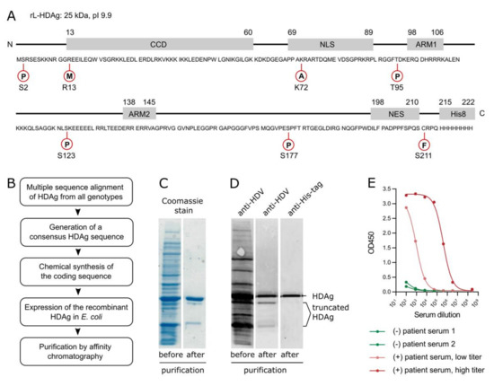 A Rapid Point-of-Care Test for the Serodiagnosis of Hepatitis Delta ...
