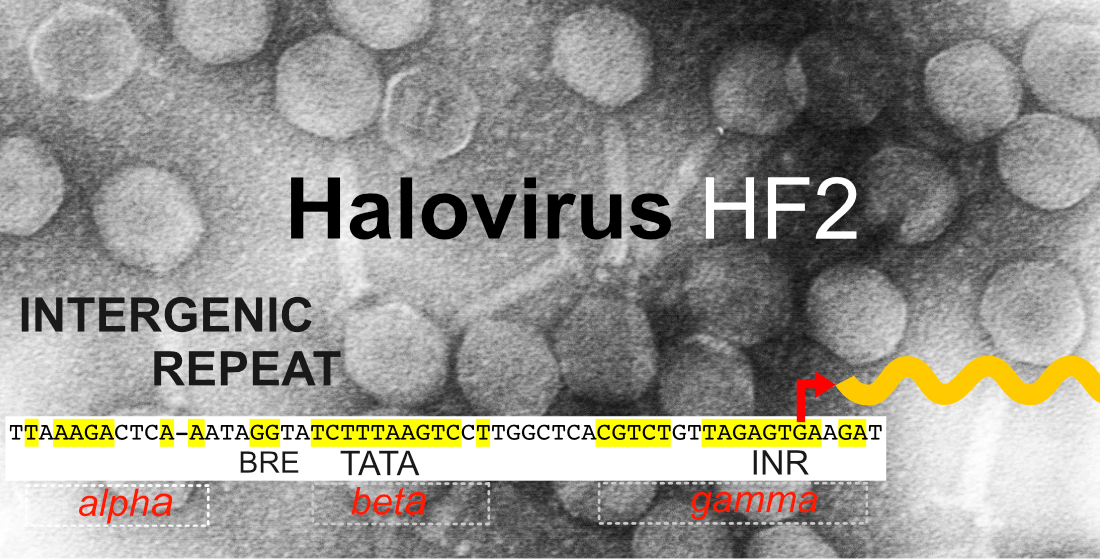 Viruses | Free Full-Text | Halovirus HF2 Intergenic Repeat Sequences ...