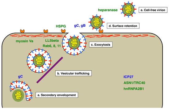 Release of HSV-1 Cell-Free Virions: Mechanisms, Regulation, and Likely ...