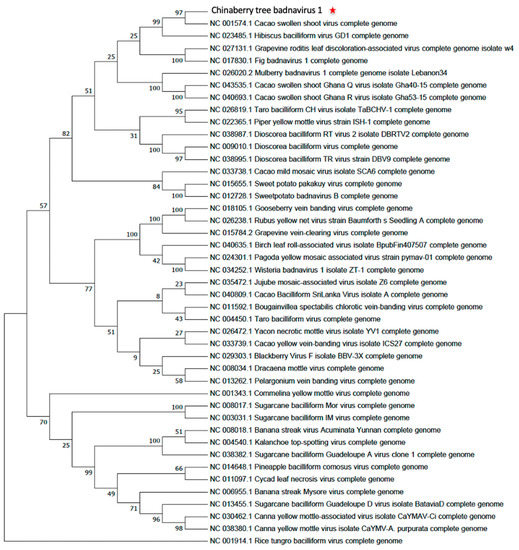 Identification of a New Badnavirus in the Chinaberry (Melia azedarach ...