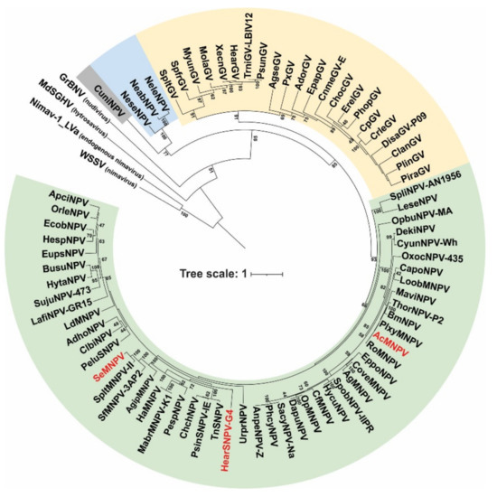 The Membrane-Anchoring Region of the AcMNPV P74 Protein Is Expendable ...