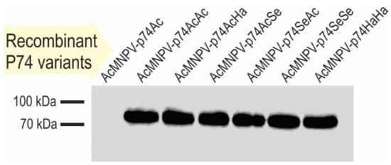 The Membrane-Anchoring Region of the AcMNPV P74 Protein Is Expendable ...