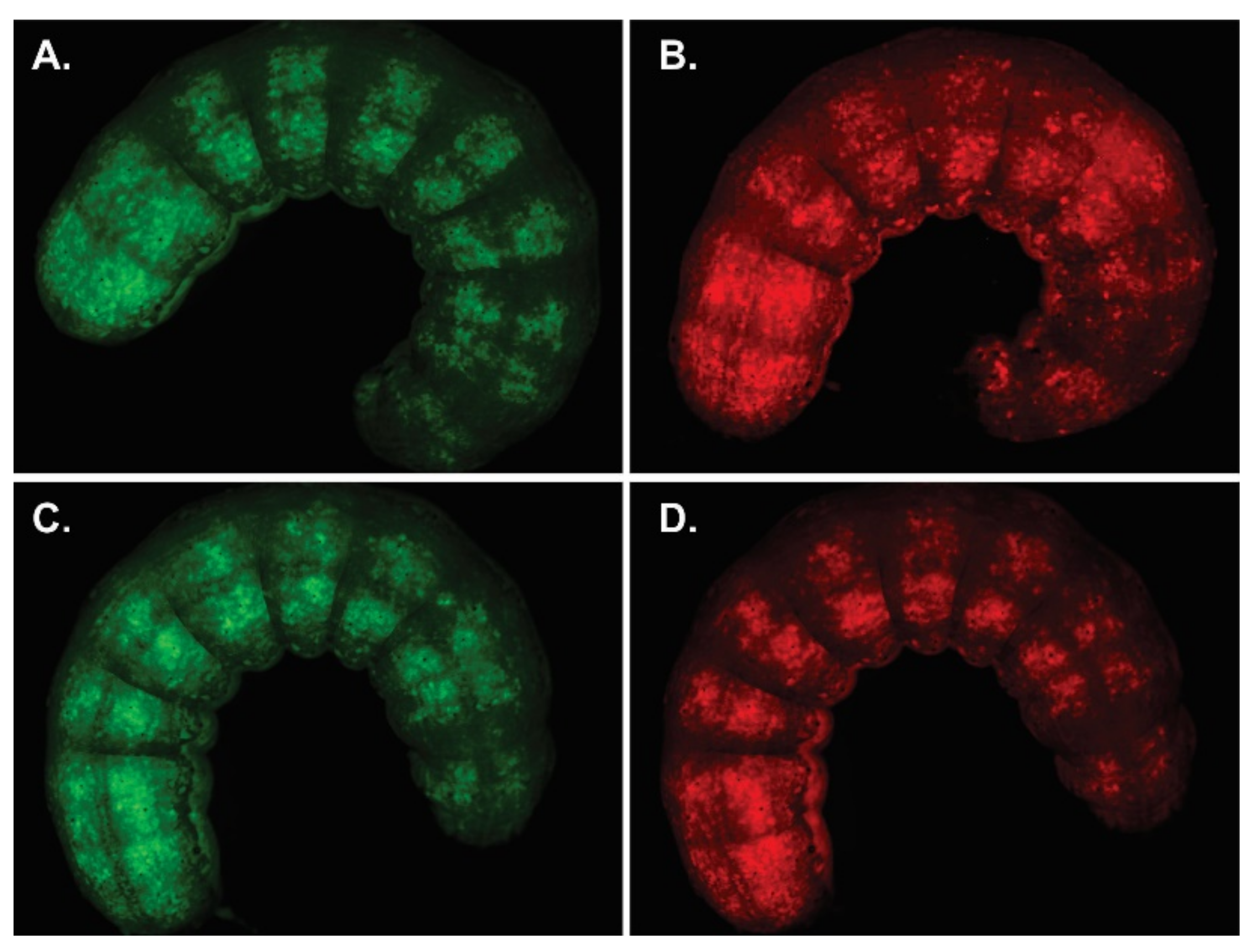 The Membrane-Anchoring Region of the AcMNPV P74 Protein Is Expendable ...