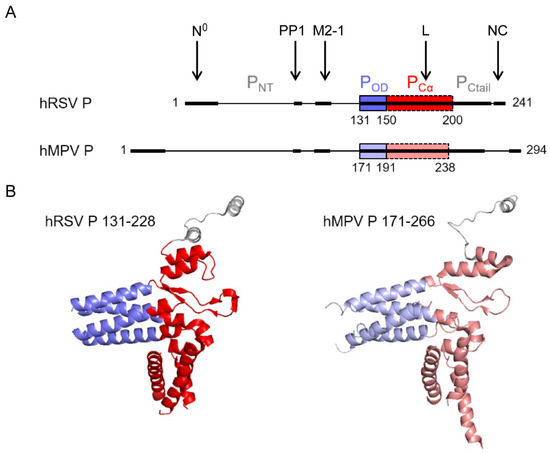 Interactions between the Nucleoprotein and the Phosphoprotein of ...