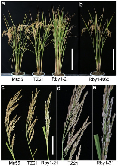 Metatranscriptomic Sequencing Suggests the Presence of Novel RNA ...