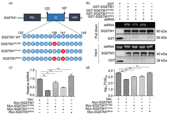 The Autophagy Cargo Receptor SQSTM1 Inhibits Infectious Bursal Disease ...