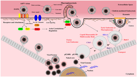 Spatiotemporally Orchestrated Interactions between Viral and Cellular ...