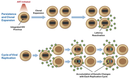 Viruses | Free Full-Text | Why the HIV Reservoir Never Runs Dry: Clonal ...