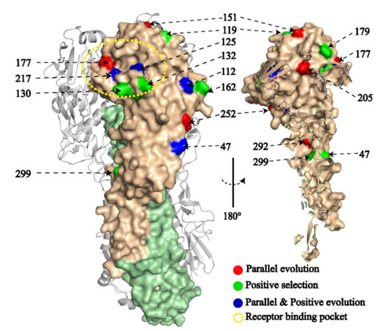 Viruses | Free Full-Text | Spatiotemporal Associations and Molecular ...