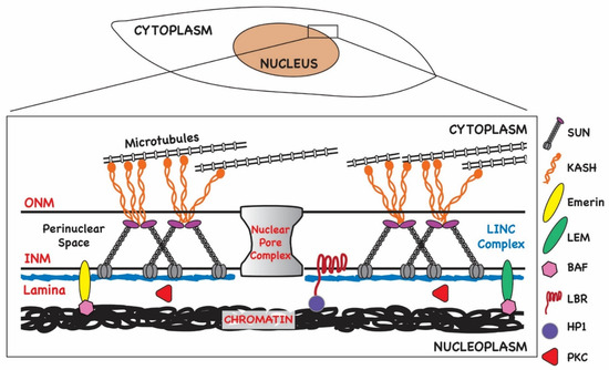 Human Cytomegalovirus Egress: Overcoming Barriers and Co-Opting ...