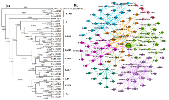 Emerging SARS-CoV-2 Genotypes Show Different Replication Patterns in ...