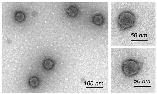 The Bacteriophage Pf-10—A Component of the Biopesticide “Multiphage ...