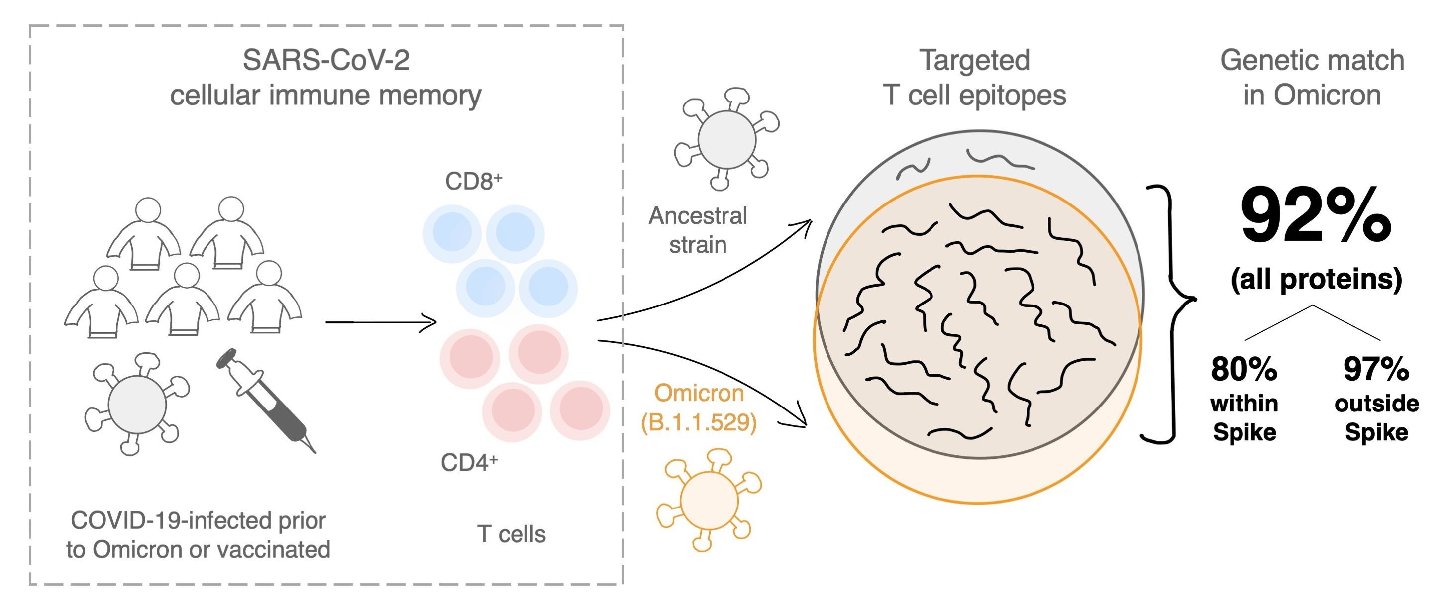 Viruses | Free Full-Text | SARS-CoV-2 T Cell Responses Elicited by ...