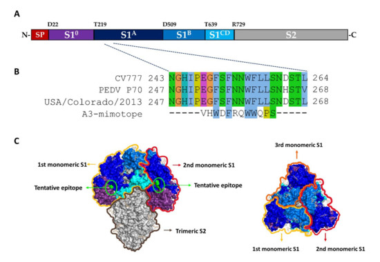 Novel Neutralizing Epitope of PEDV S1 Protein Identified by IgM ...