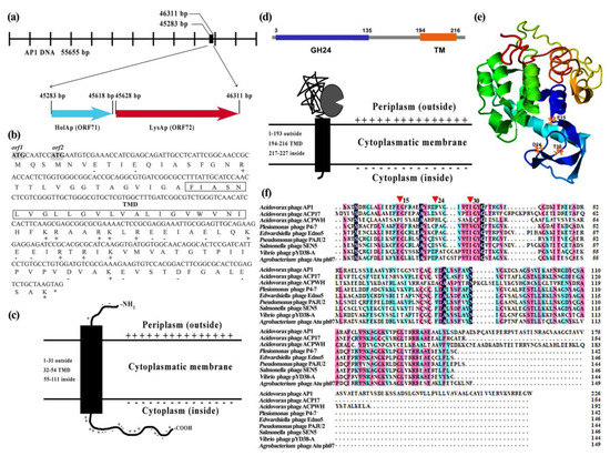 Identification and Characterization of a New Type of Holin-Endolysin ...