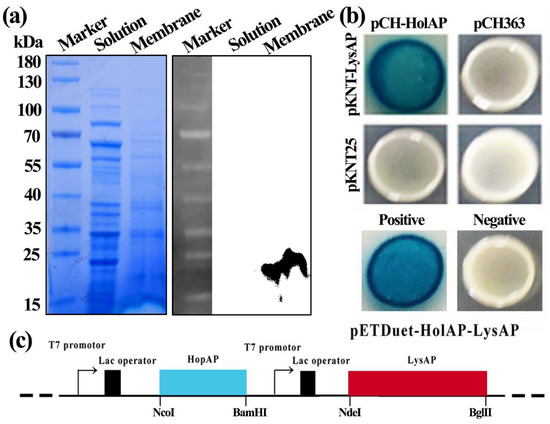 Identification and Characterization of a New Type of Holin-Endolysin ...