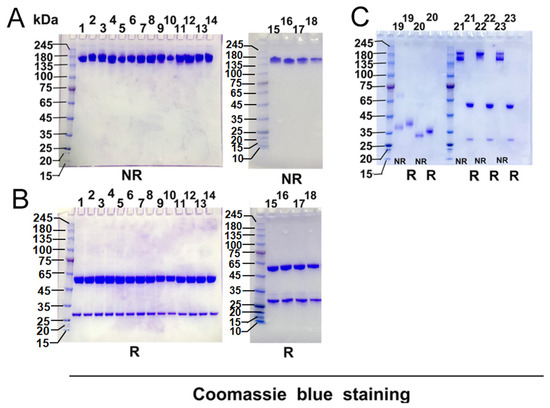 Viruses | Free Full-Text | Structure Based Affinity Maturation and ...
