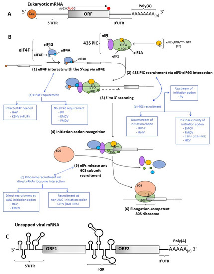 RNA-Binding Proteins as Regulators of Internal Initiation of Viral mRNA ...