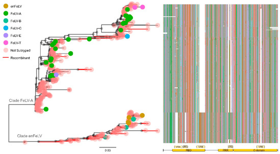 Could Phylogenetic Analysis Be Used for Feline Leukemia Virus (FeLV ...