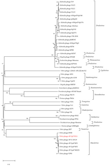 Characterization of the Novel Phage vB_VpaP_FE11 and Its Potential Role ...