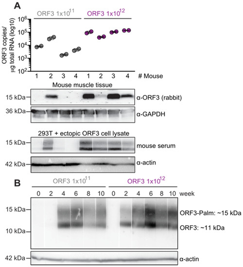 Induction of Hepatitis E Virus Anti-ORF3 Antibodies from Systemic ...
