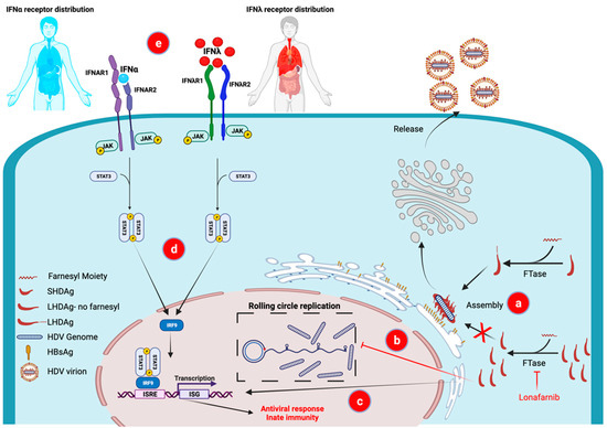 Combination of Novel Therapies for HDV
