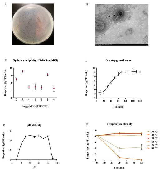 A Polyvalent Broad-Spectrum Escherichia Phage Tequatrovirus EP01 ...