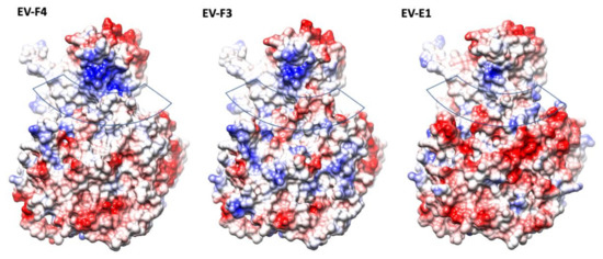 Cryo-EM Structure of a Possum Enterovirus