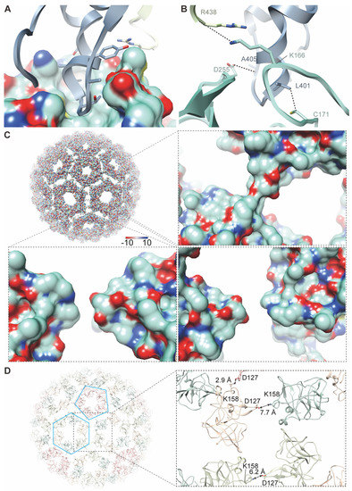 Viruses | Free Full-Text | Structural Insights into Alphavirus Assembly ...