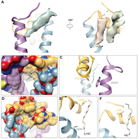 Viruses | Free Full-Text | Structural Insights into Alphavirus Assembly ...