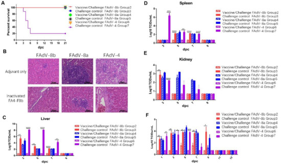 A Novel Recombinant FAdV-4 Virus with Fiber of FAdV-8b Provides ...