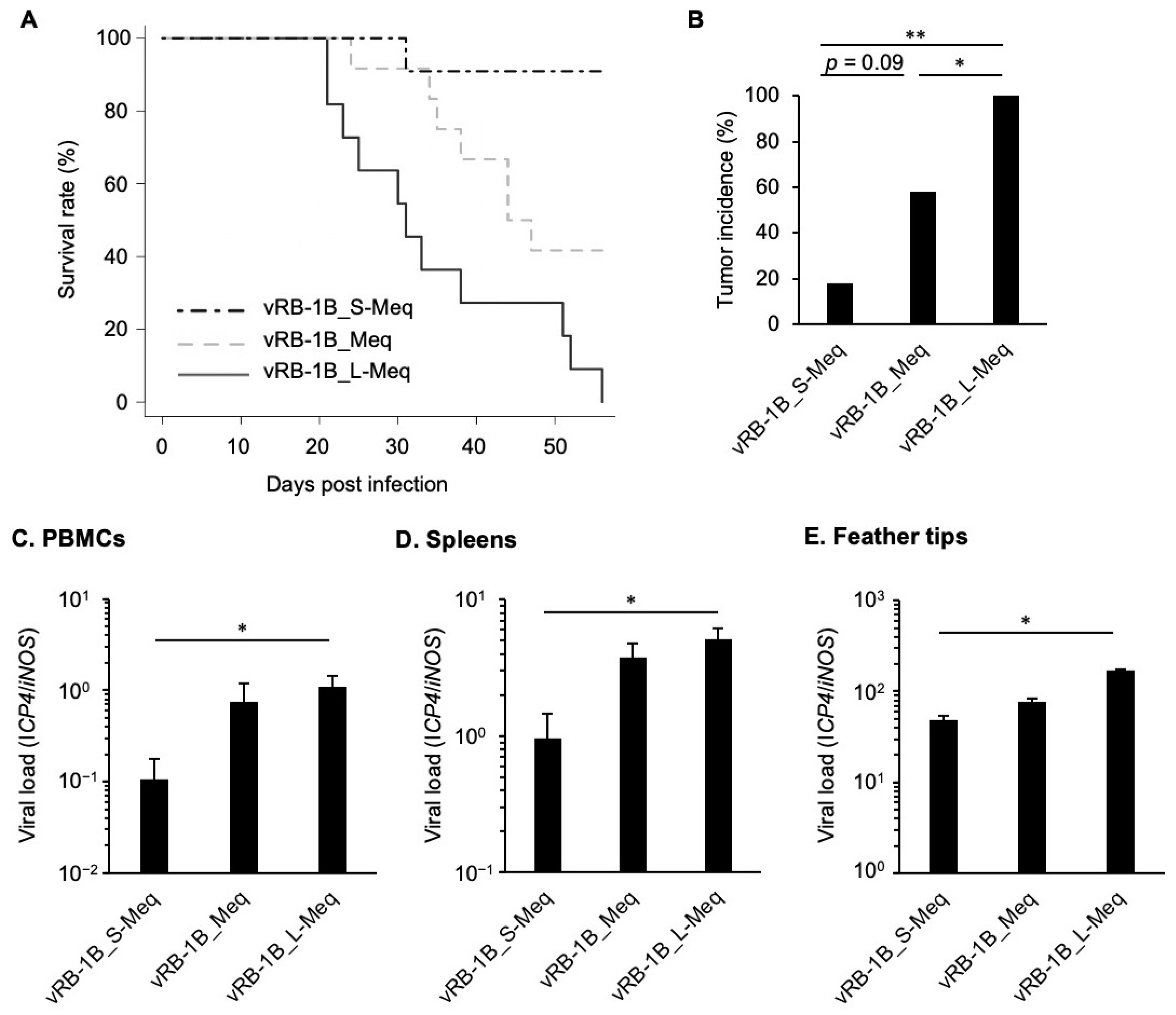 Effect of Insertion and Deletion in the Meq Protein Encoded by Highly ...