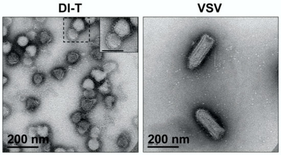 Virus-like Particles: Measures and Biological Functions