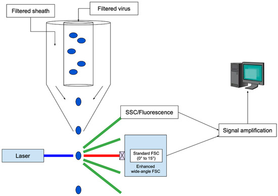 Virus-like Particles: Measures and Biological Functions