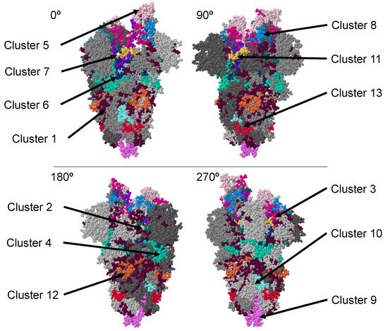 Phage-Displayed Mimotopes of SARS-CoV-2 Spike Protein Targeted to ...