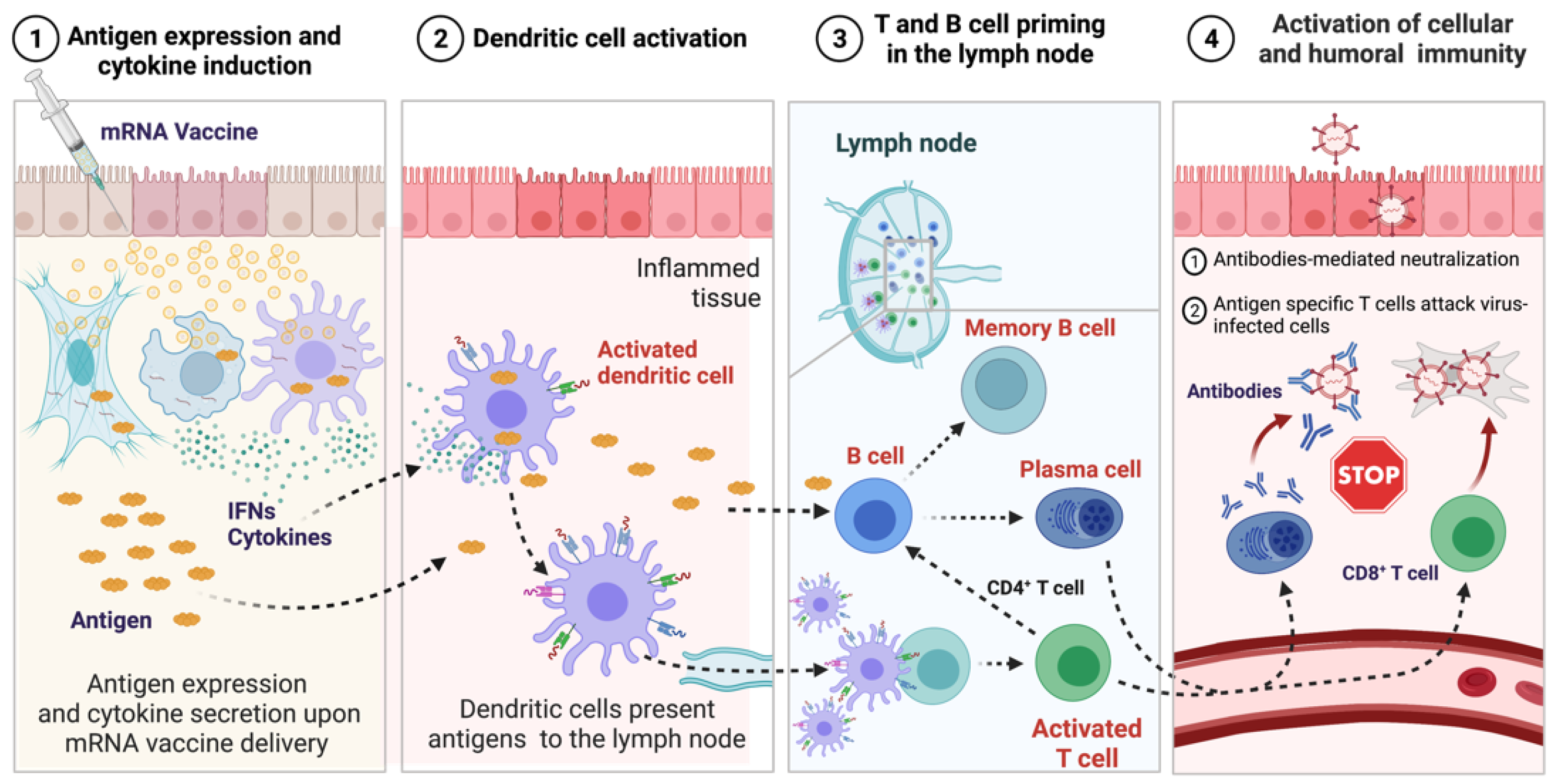 Viruses | Free Full-Text | mRNA Vaccine Development for Emerging Animal ...