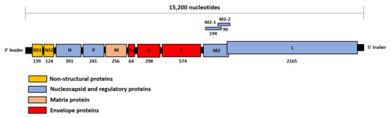 How RSV Proteins Join Forces to Overcome the Host Innate Immune Response