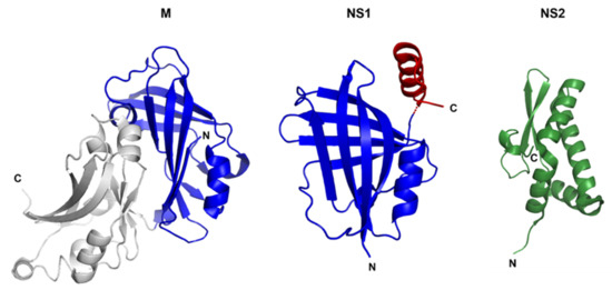 How RSV Proteins Join Forces to Overcome the Host Innate Immune Response