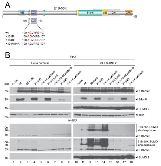 Protein–Protein Interactions Facilitate E4orf6-Dependent Regulation of E1B-55K SUMOylation in ...