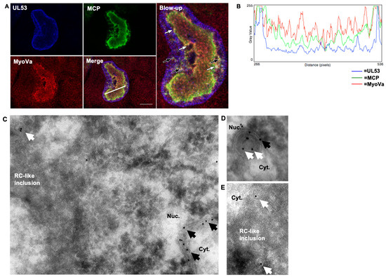 Viruses | Free Full-Text | Human Cytomegalovirus Nuclear Egress Complex ...