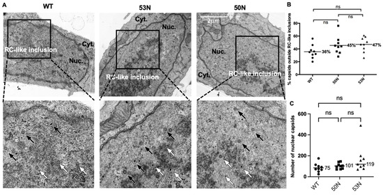 Viruses | Free Full-Text | Human Cytomegalovirus Nuclear Egress Complex ...